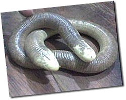 La Curiosidad de Ulises: MITOS Y REALIDADES SOBRE LA CULEBRA CIEGA ...